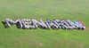 Menarini Ireland > Home